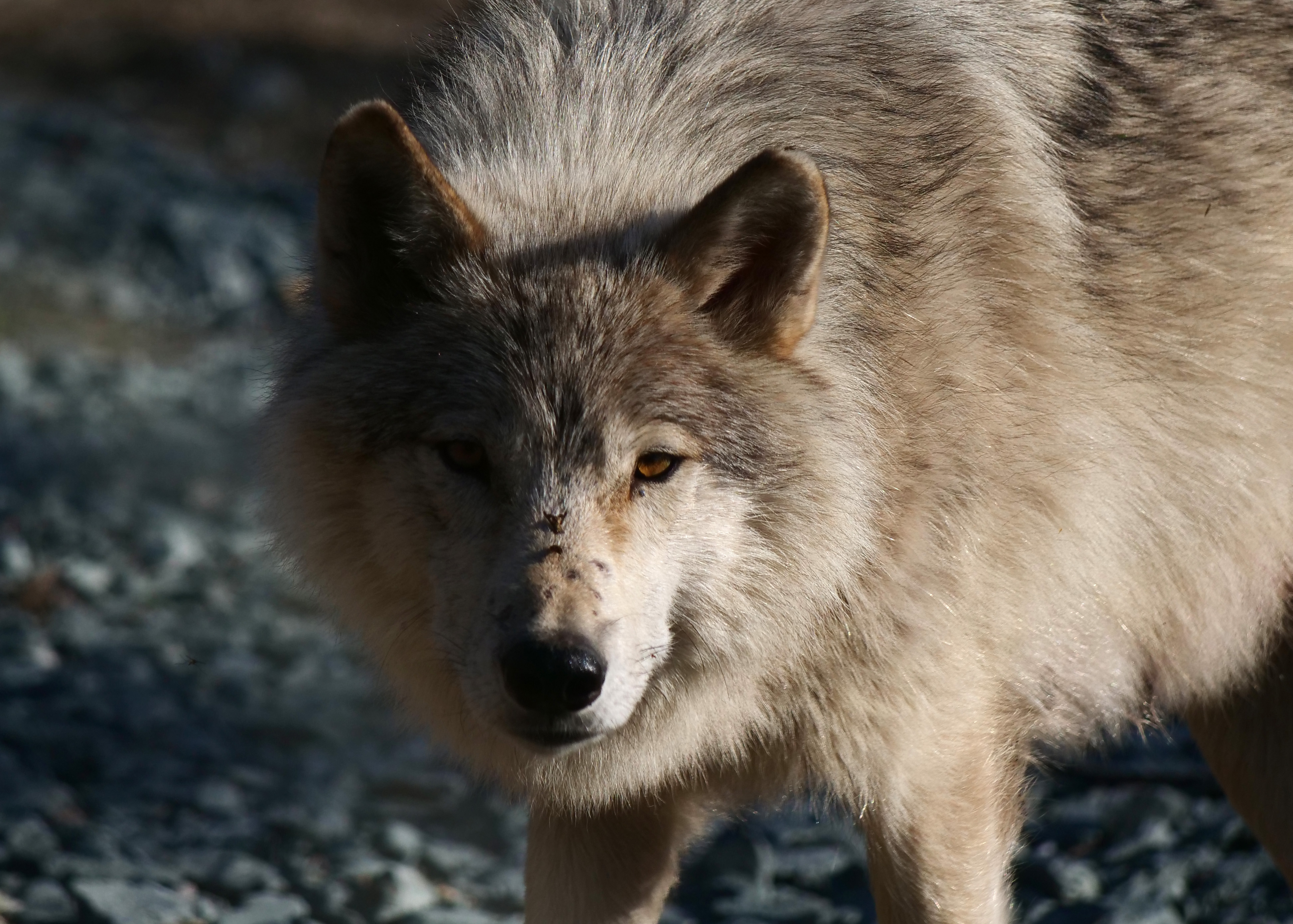 Sleeping With the Wolves at Cedar Meadows in Timmins | Northern Ontario ...