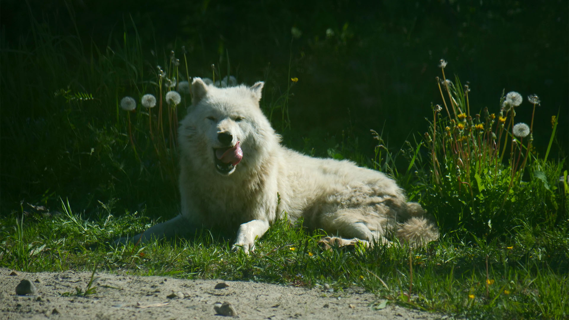 Sleeping With the Wolves at Cedar Meadows in Timmins | Northern Ontario ...