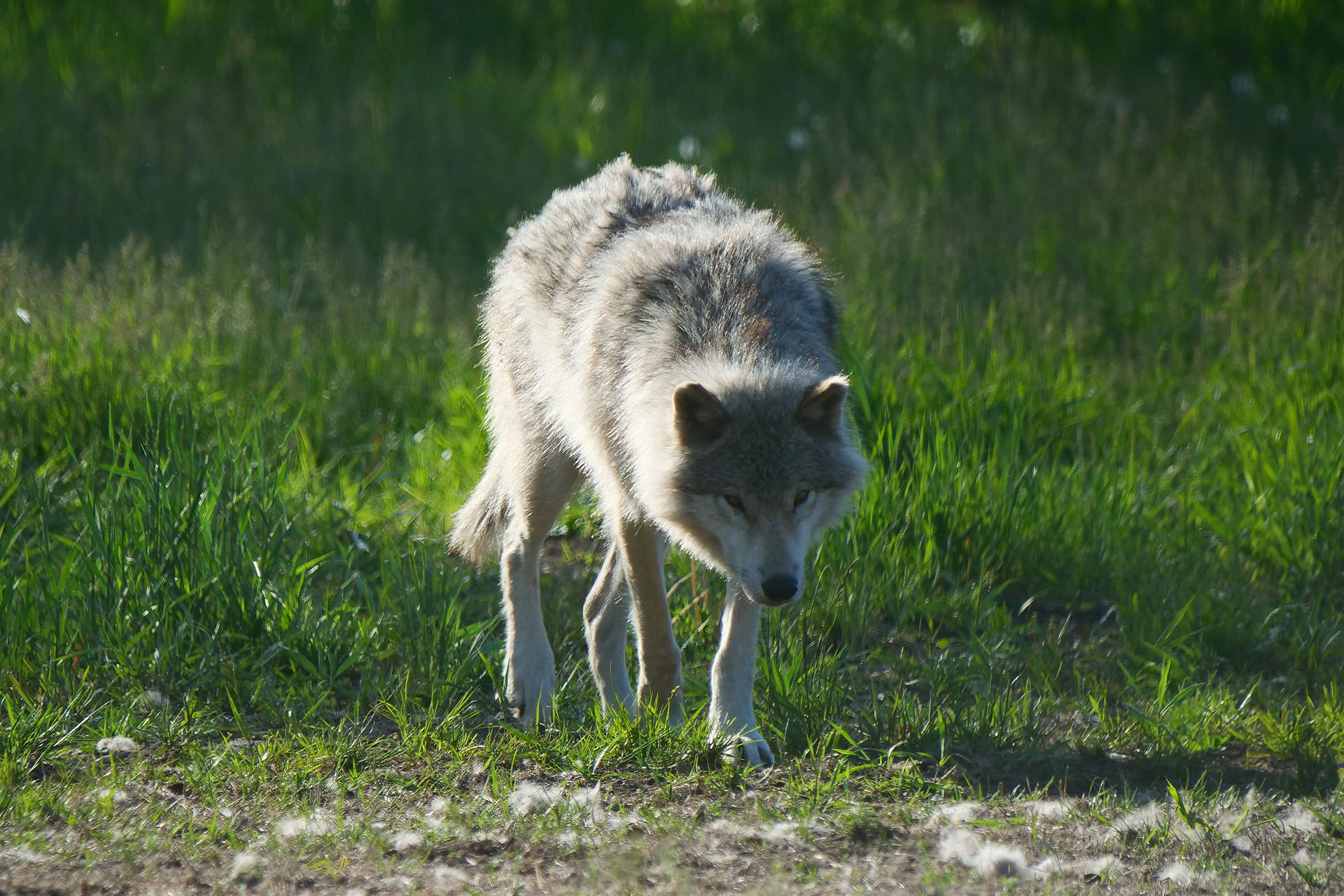 Sleeping With the Wolves at Cedar Meadows in Timmins | Northern Ontario ...