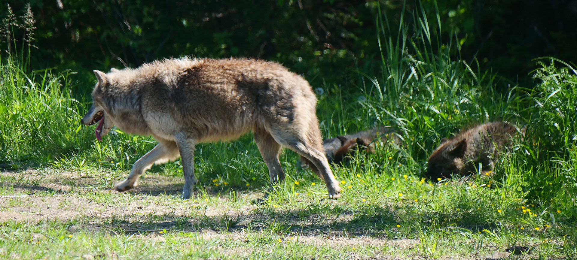 Sleeping With the Wolves at Cedar Meadows in Timmins | Northern Ontario ...