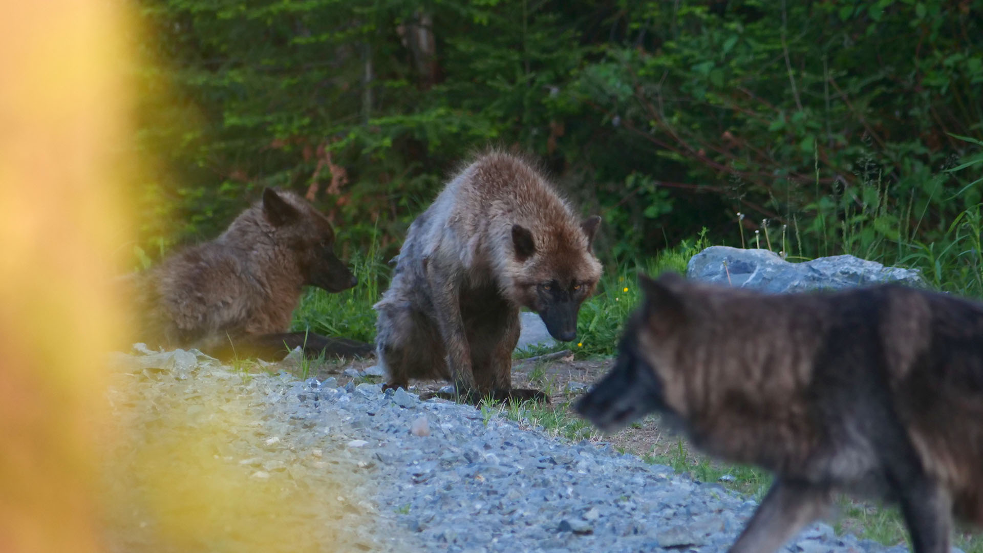 Sleeping With the Wolves at Cedar Meadows in Timmins | Northern Ontario ...