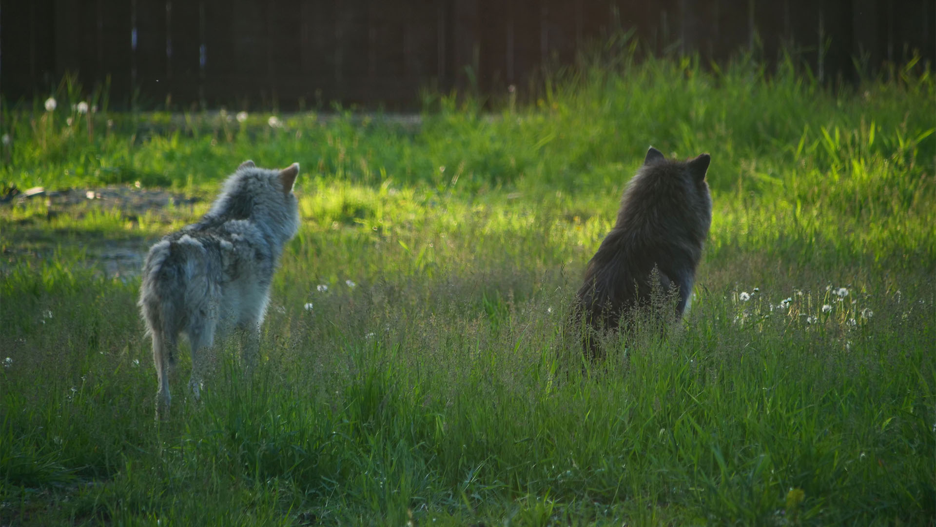 Sleeping With the Wolves at Cedar Meadows in Timmins | Northern Ontario ...