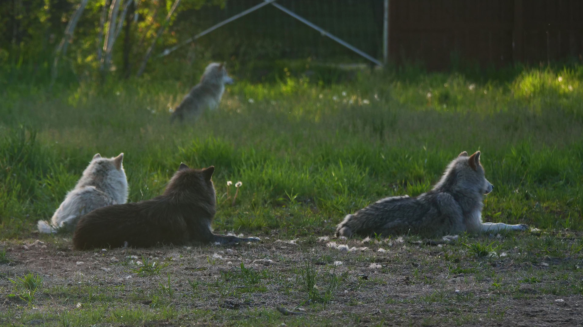 Sleeping With the Wolves at Cedar Meadows in Timmins | Northern Ontario ...