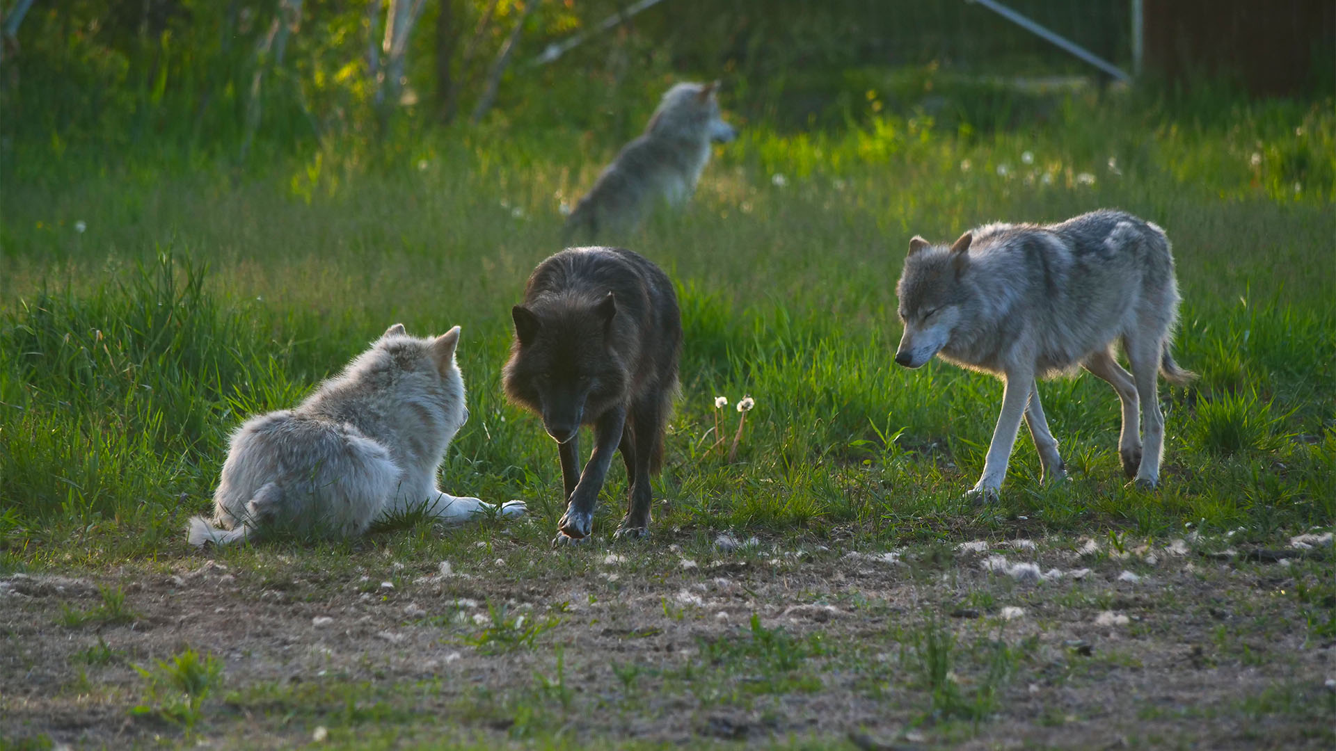 Sleeping With the Wolves at Cedar Meadows in Timmins | Northern Ontario ...