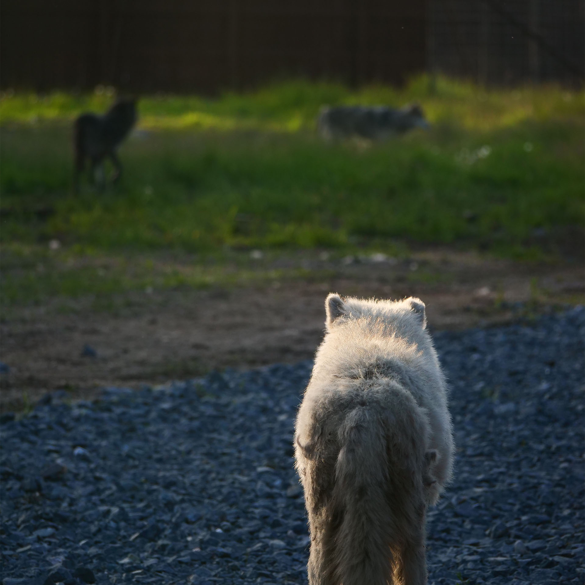 Sleeping With the Wolves at Cedar Meadows in Timmins | Northern Ontario ...
