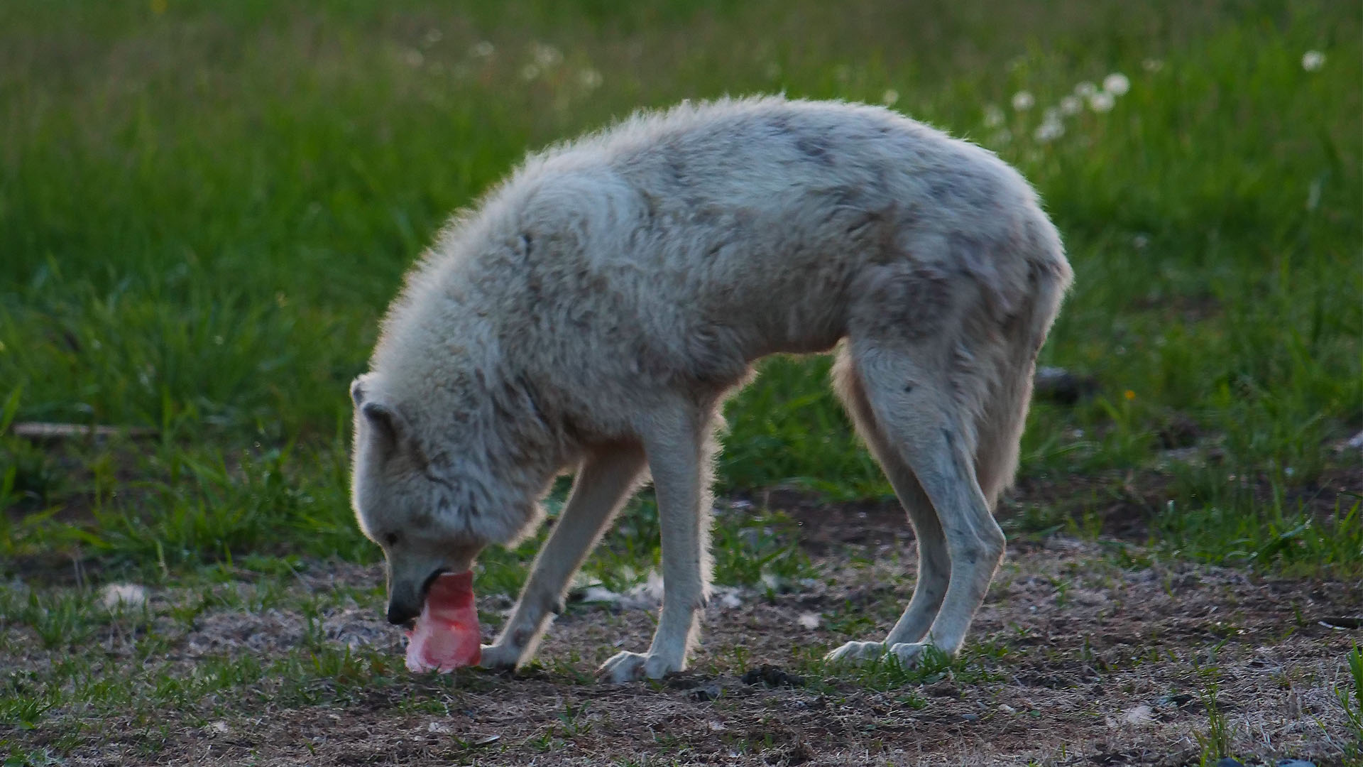 Sleeping With the Wolves at Cedar Meadows in Timmins | Northern Ontario ...