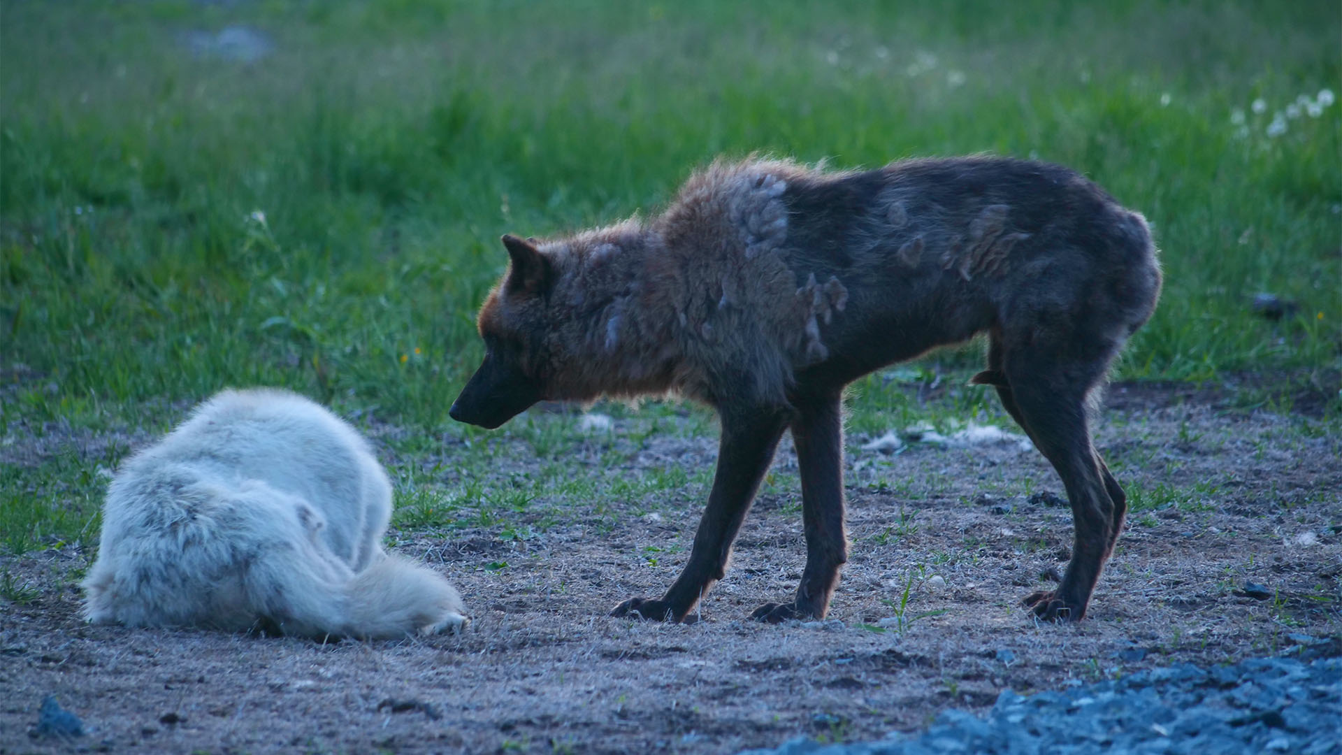 Sleeping With the Wolves at Cedar Meadows in Timmins | Northern Ontario ...