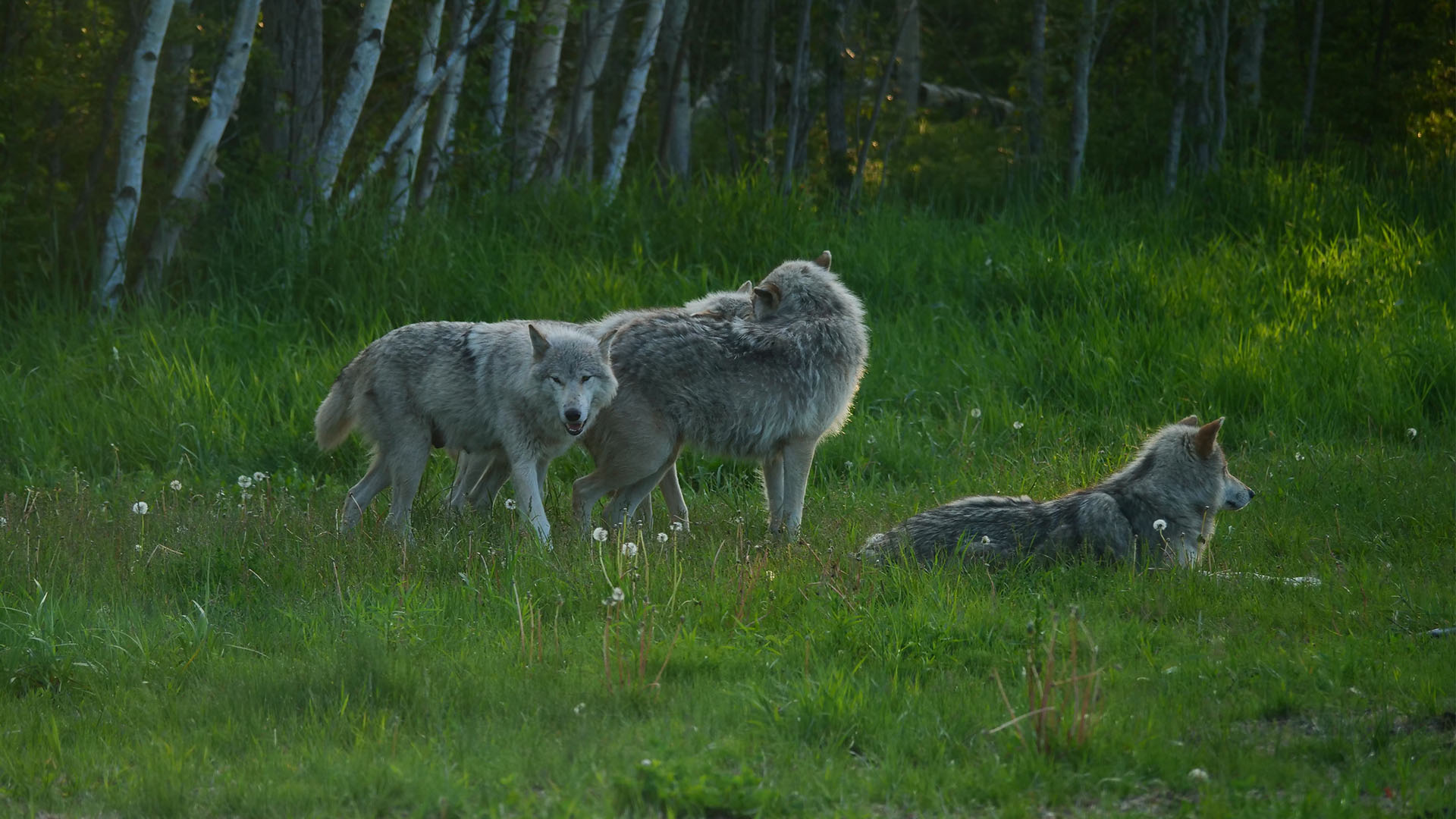 Sleeping With the Wolves at Cedar Meadows in Timmins | Northern Ontario ...