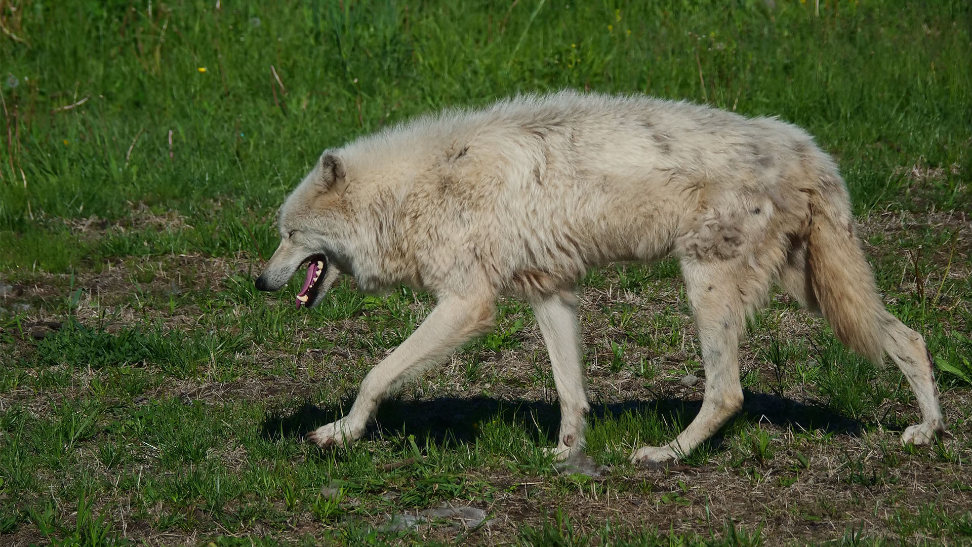 Sleeping With the Wolves at Cedar Meadows in Timmins | Northern Ontario ...