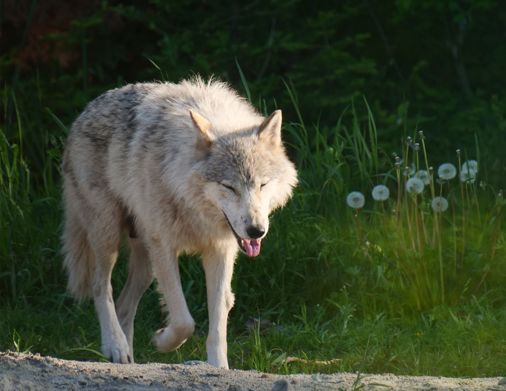 Sleeping With the Wolves at Cedar Meadows in Timmins | Northern Ontario ...