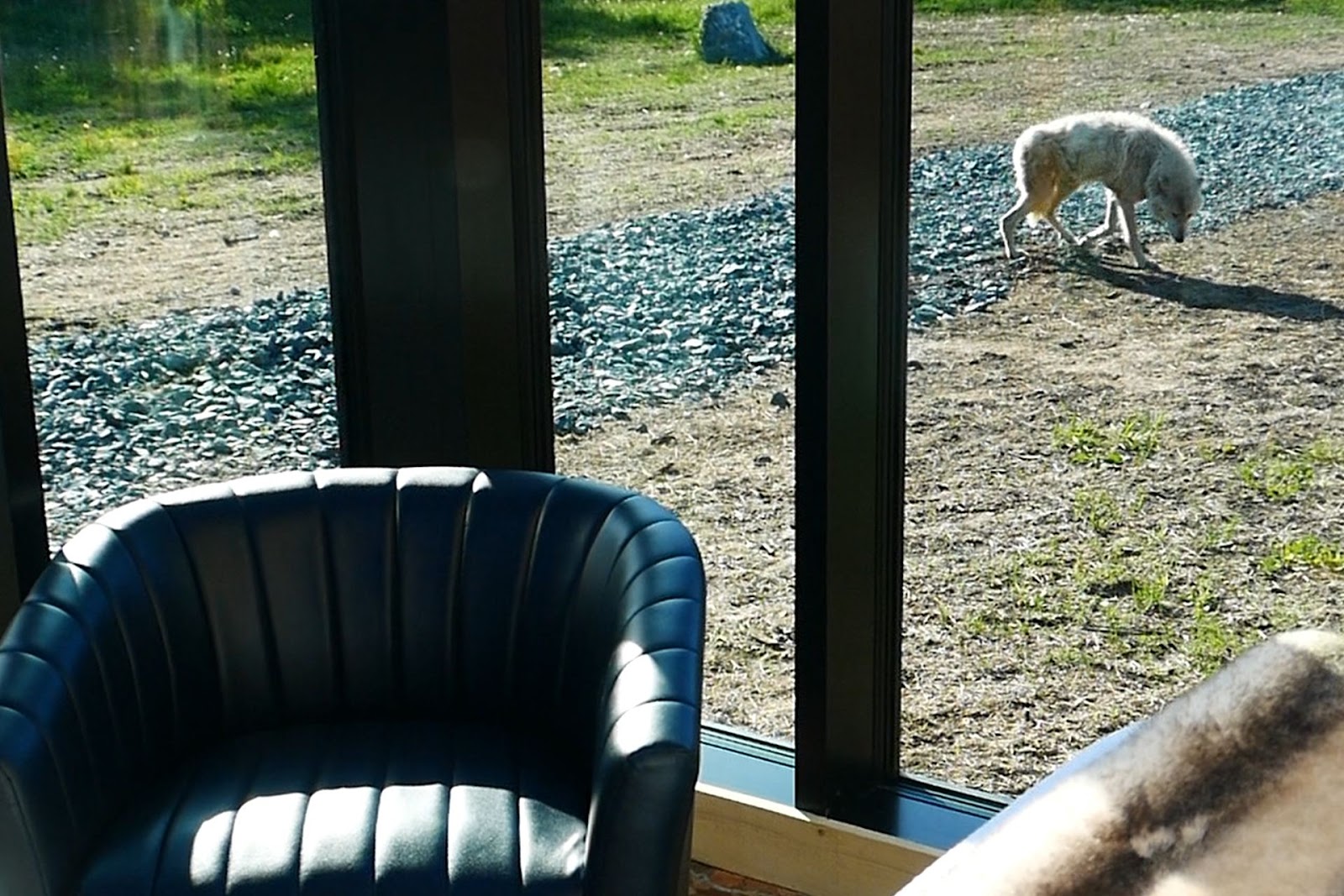 Sleeping With the Wolves at Cedar Meadows in Timmins | Northern Ontario ...