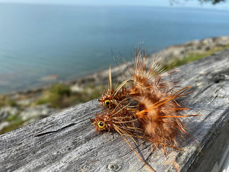 5 Flies for Ontario’s Most Popular Species | Northern Ontario Travel