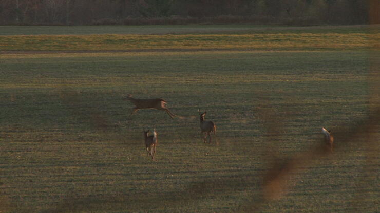 Hunting Deer in the seasons inside the season | Northern Ontario Travel