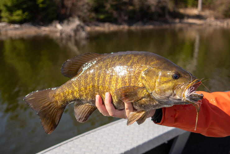 5 Flies for Ontario’s Most Popular Species | Northern Ontario Travel