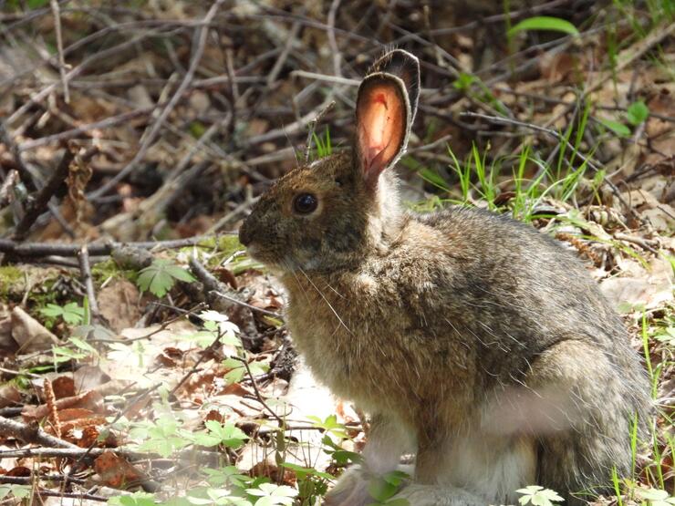 Experience a Lodge in Northern Ontario | Northern Ontario Travel