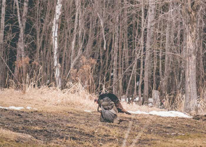 Where to Wild Turkey hunt in Ontario's Algoma Country | Northern ...