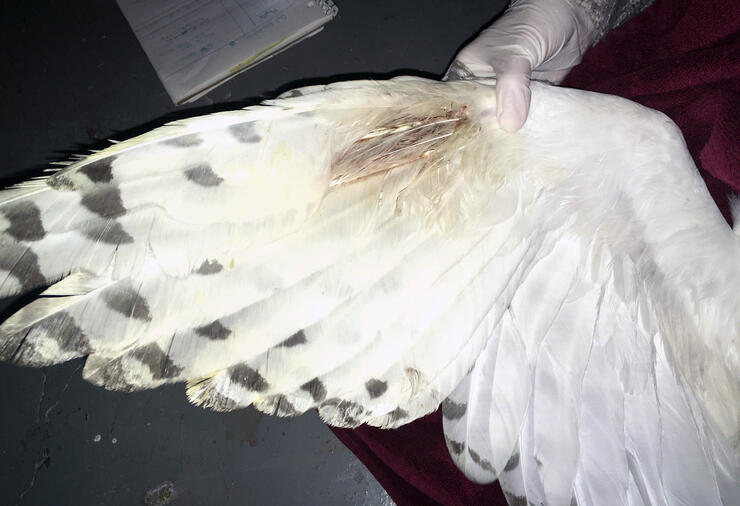 Rescue, rehabilitation and release of a Snowy Owl | Northern Ontario Travel