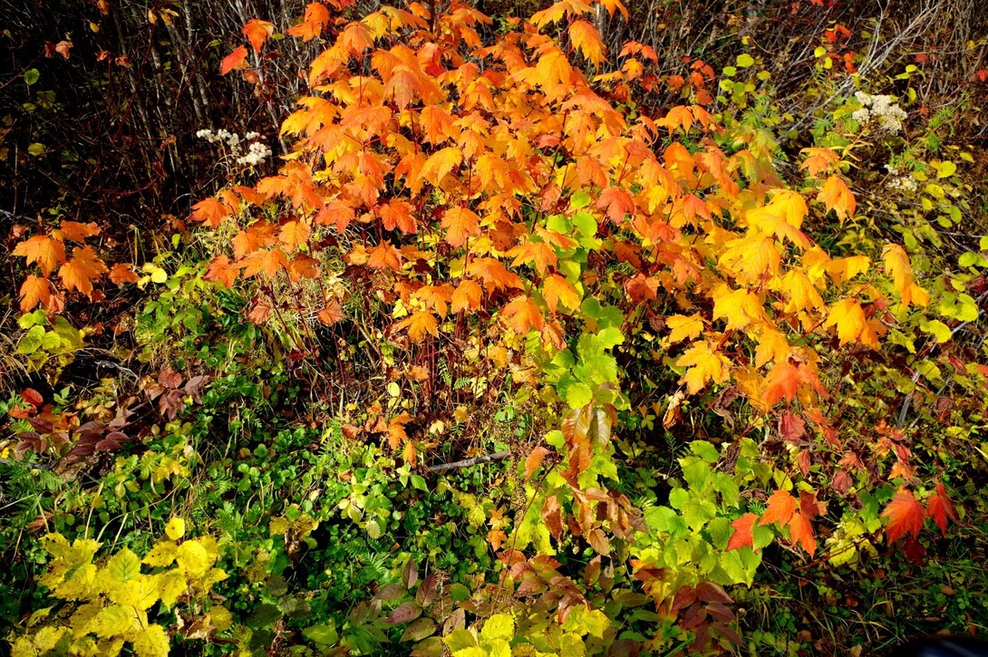 6 Fall Colour Tours in Sunset Country | Northern Ontario Travel